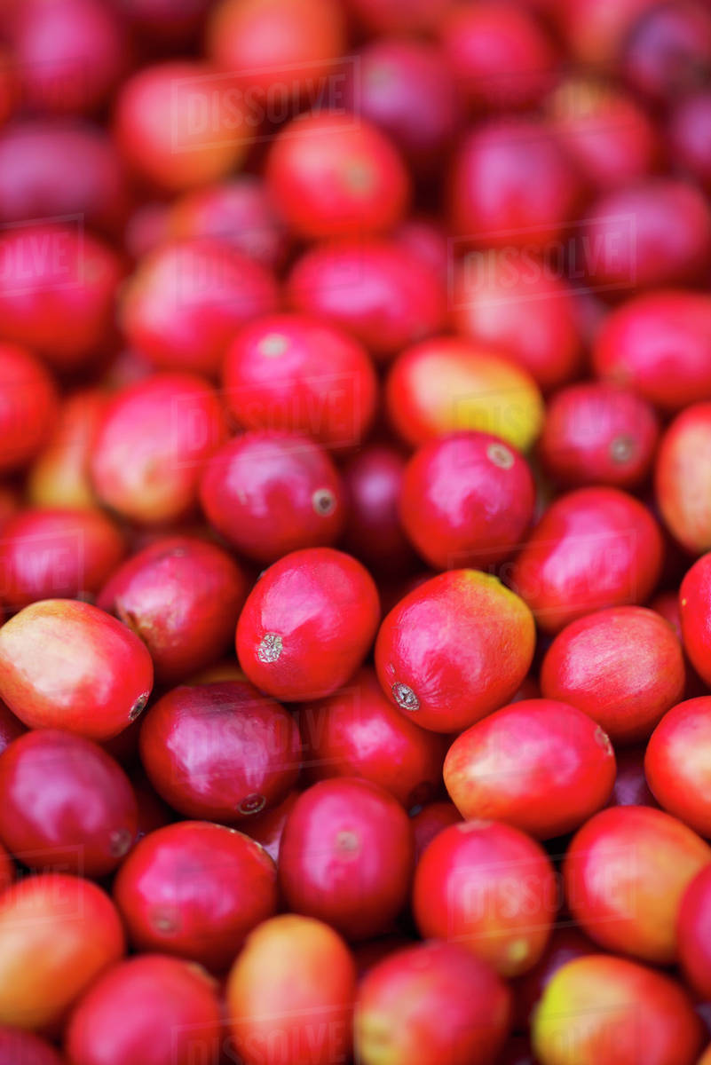 Close up of bright red kona coffee cherries;Hawaii united states of ...