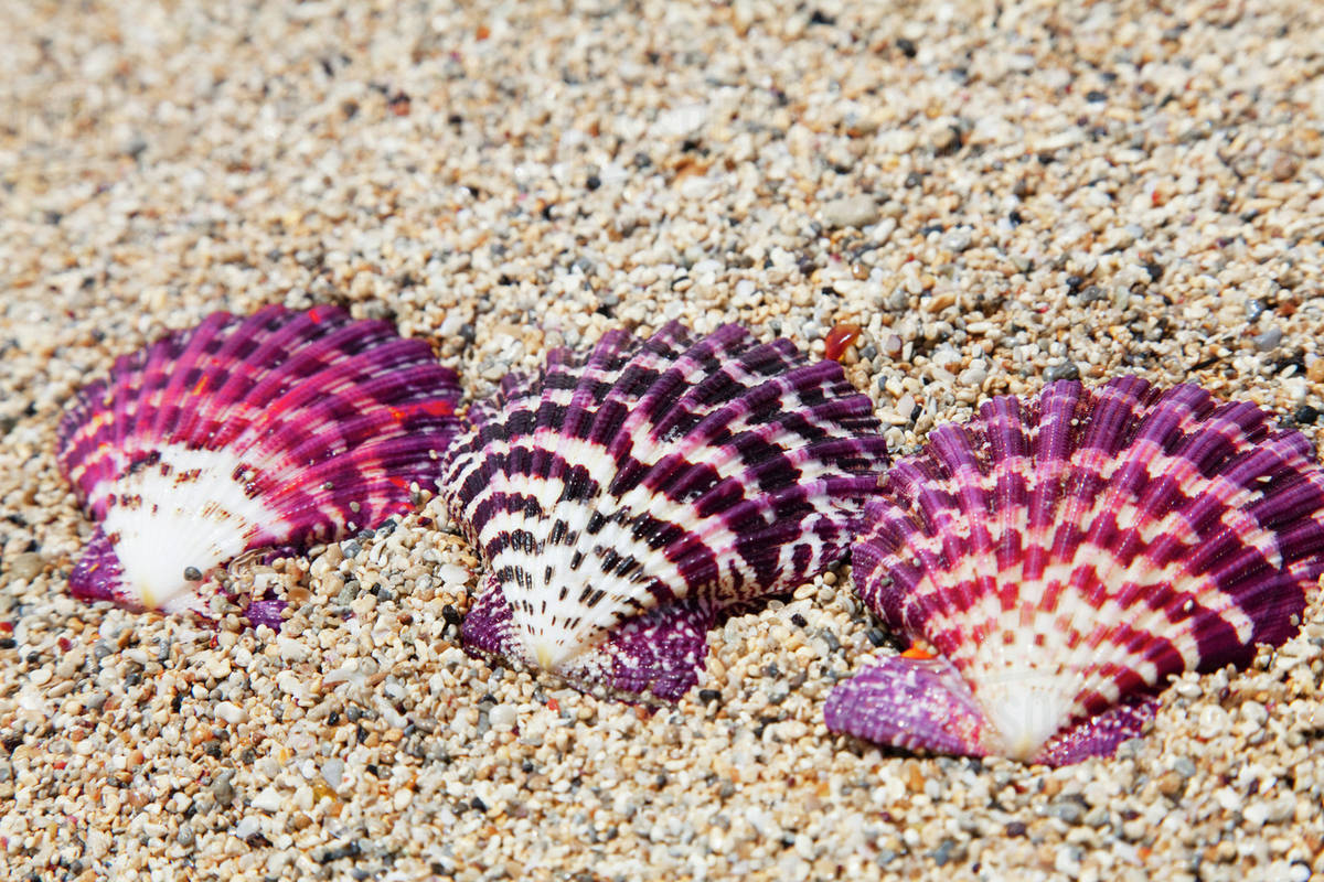 Three ornate scallop shells on the beach;Honolulu oahu hawaii united ...