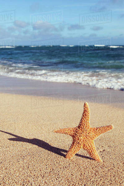 A starfish standing up on the beach casting a shadow;Honolulu oahu ...