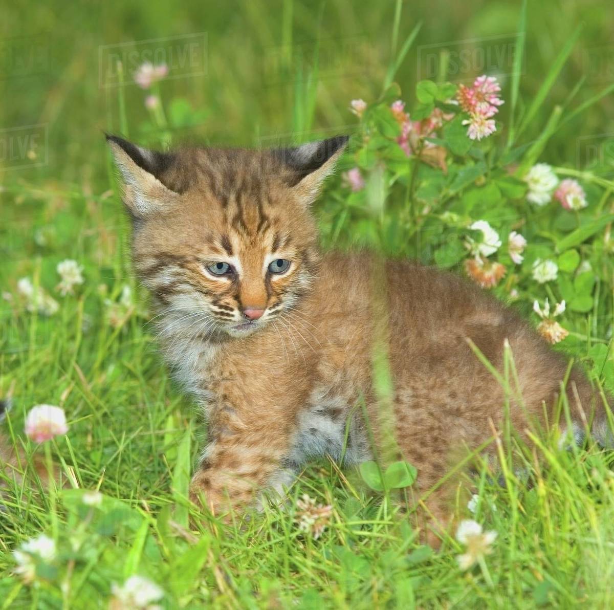 Bobcat Kitten - Stock Photo - Dissolve
