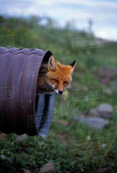 Red Fox Peeking Out Of Pipe - Royalty-free Stock Photo | Dissolve