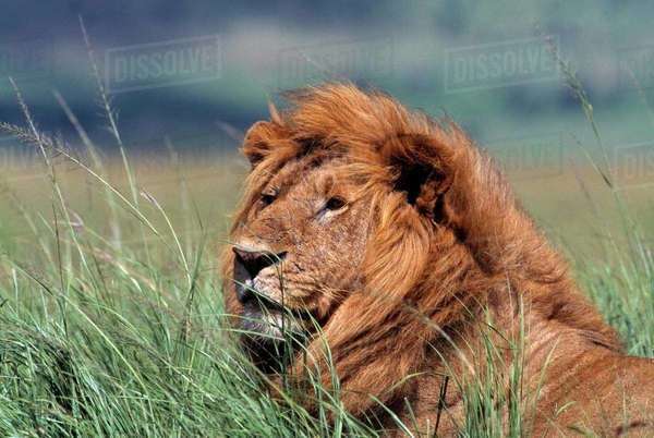 Lion In Tall Grass - Royalty-free Stock Photo | Dissolve