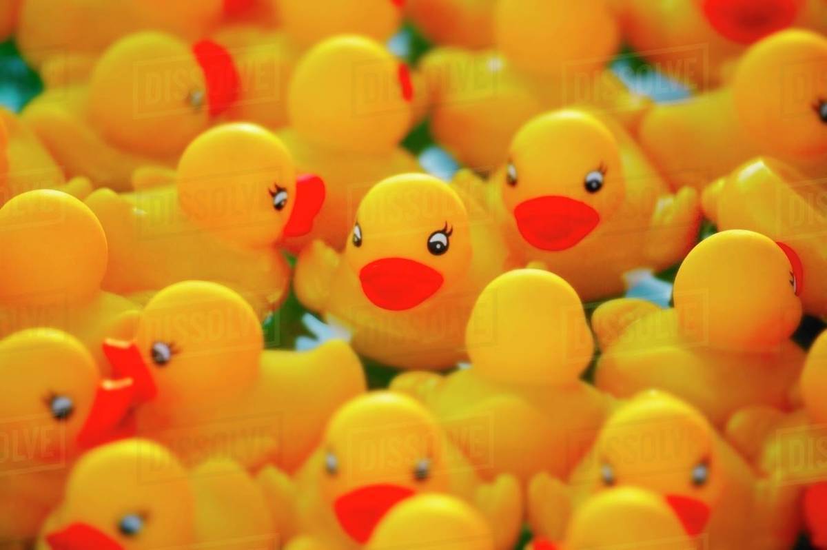 Yellow Rubber Ducks - Stock Photo - Dissolve