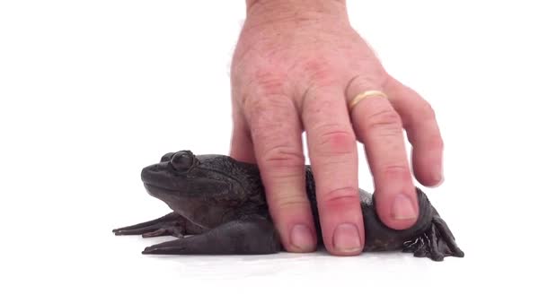 Cameroon giant slippery frog (Conraua robusta) wild caught near Manjo ...