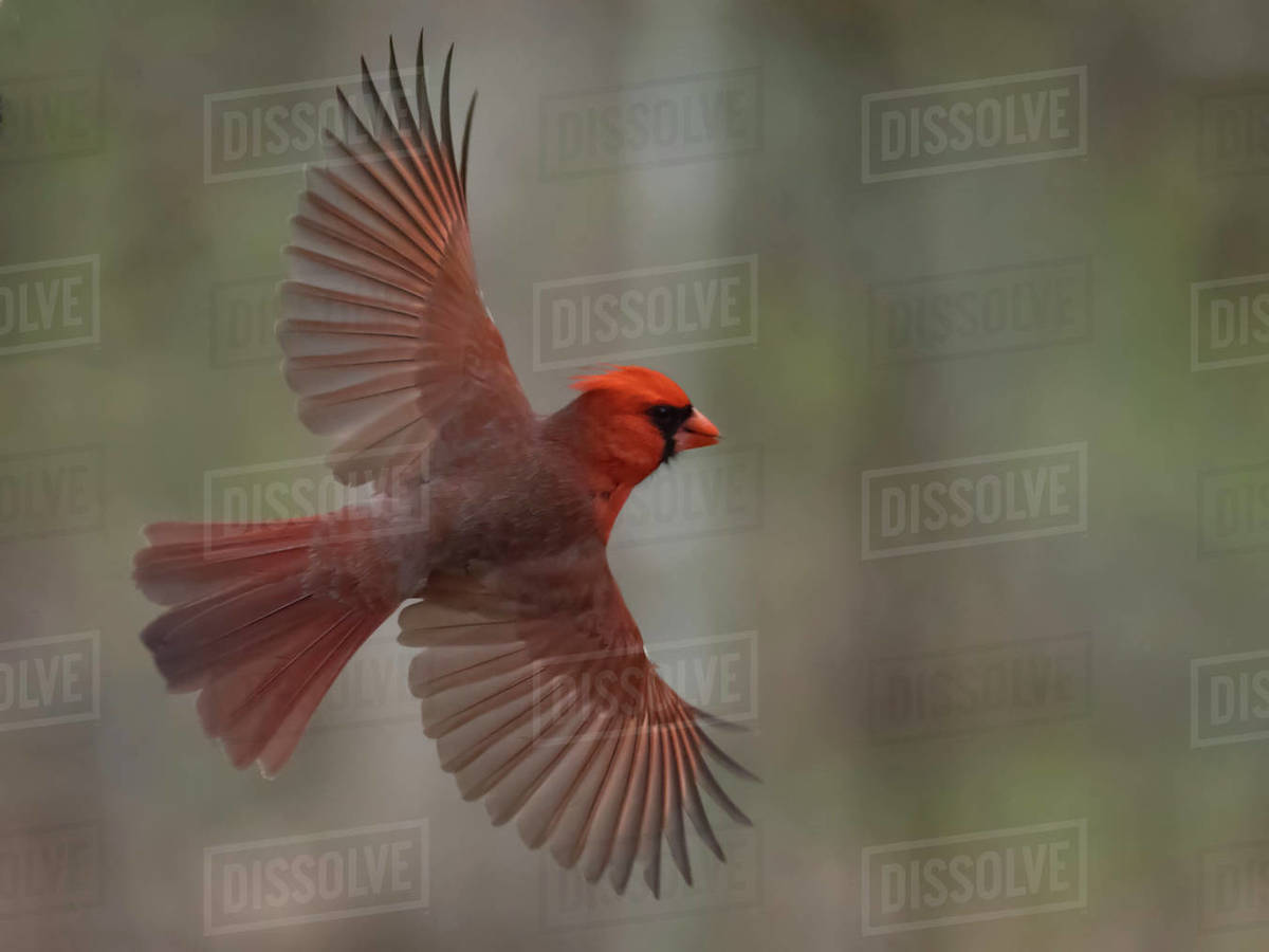 Male cardinal (Cardinalis cardinalis) taking flight; Rochester ...