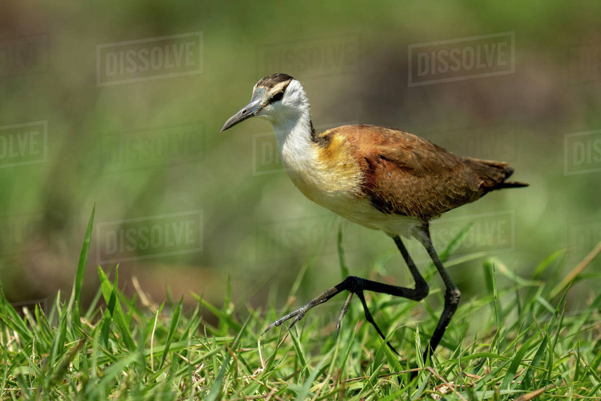 African jacana (Actophilornis africanus) walks on grass raising foot in ...