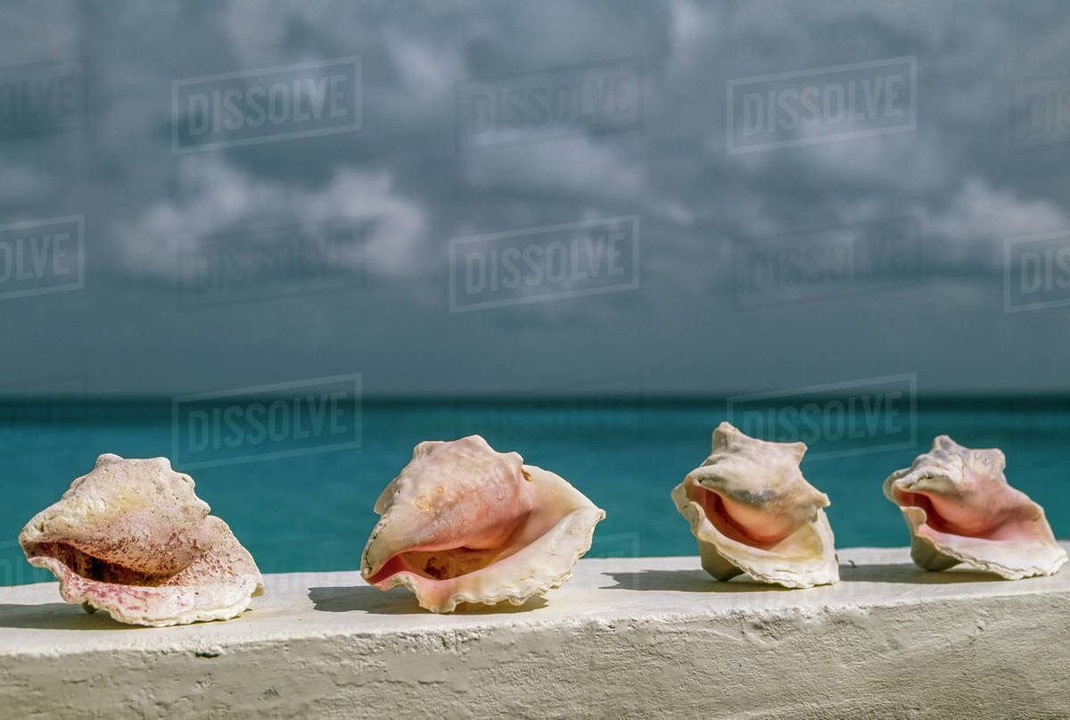Conch shells line a wall near the sea; Aruba - Stock Photo - Dissolve