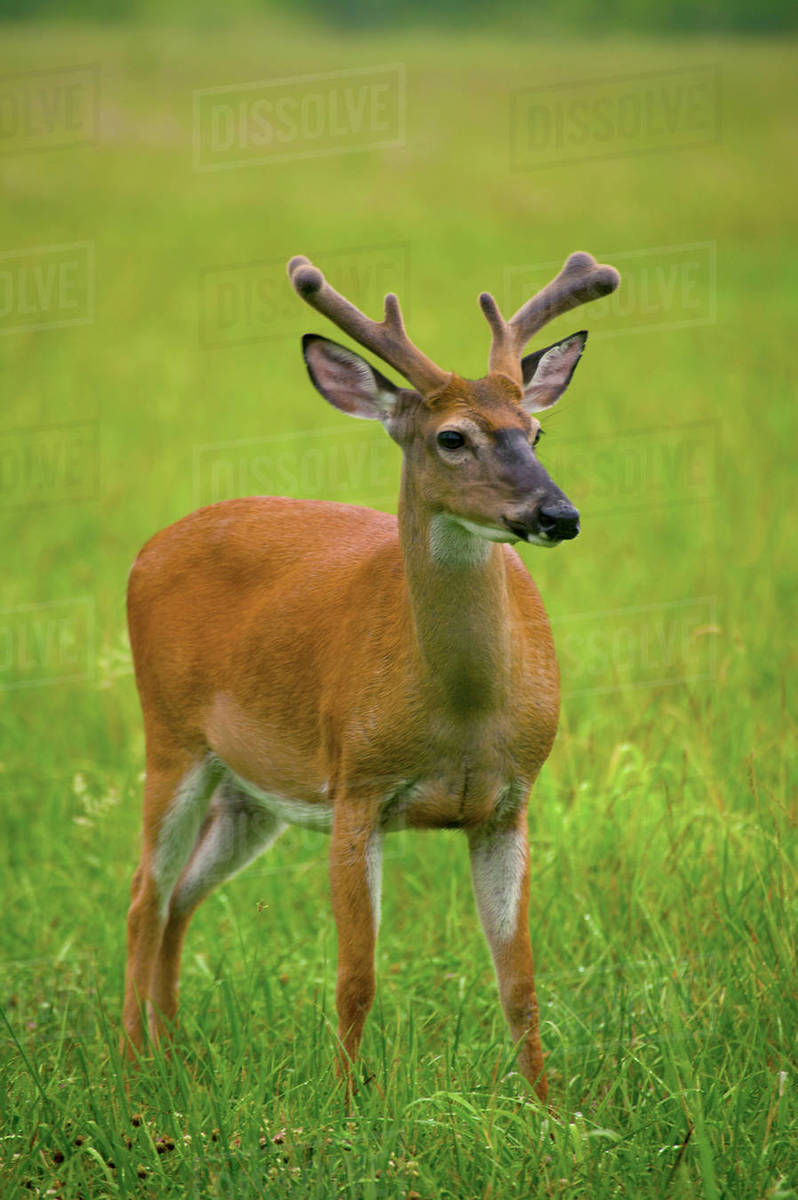 White-tailed deer (Odocoileus virginianus) in Cades Cove, Great Smoky ...