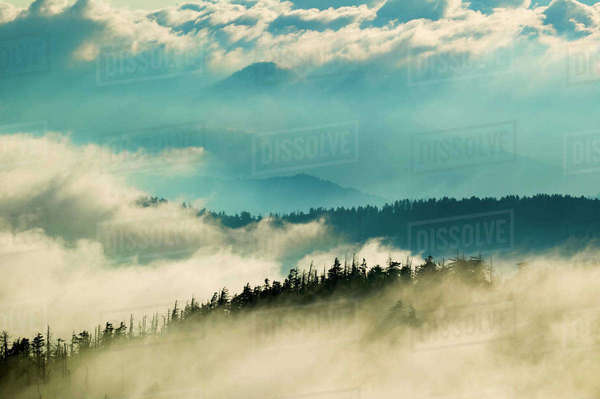Fog rises over evergreen trees on the forested Appalachian mountains at ...