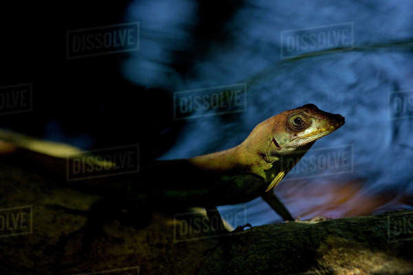 Portrait of a female Anole lizard (Anolis wattsi) at night; Tobago ...