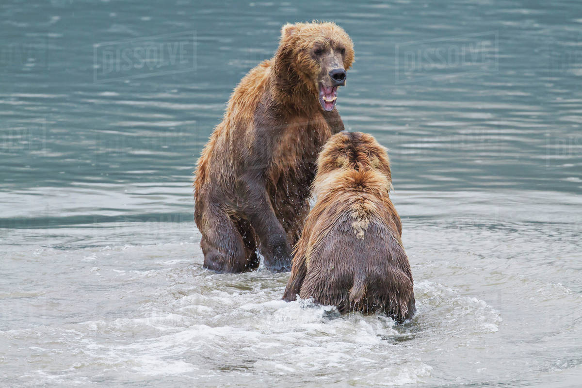 Two coastal brown bears face-off in an aggressive stance in horn river ...