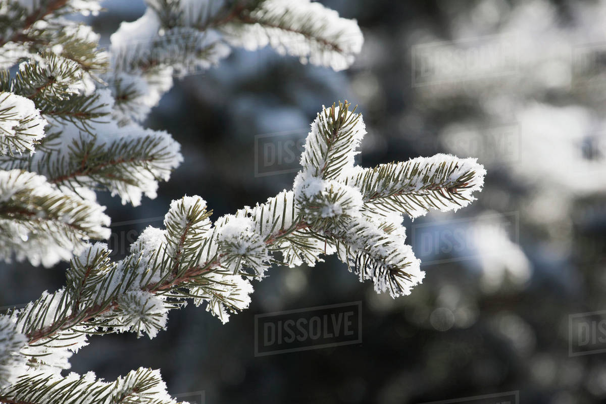 Close up of snow covered and frosted evergreen tree limb;Calgary ...