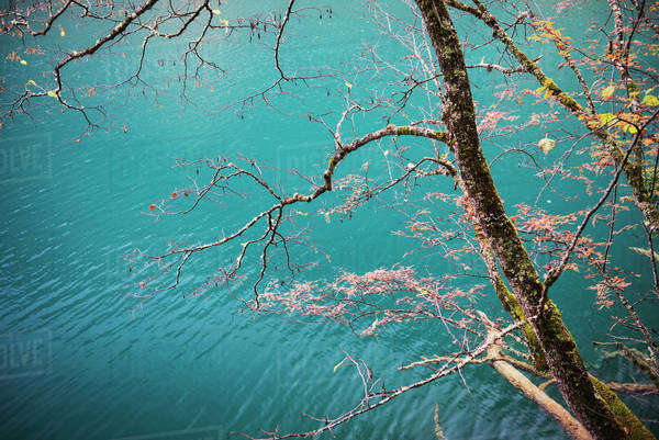 Tree branches hanging over water with leaves floating in the water ...
