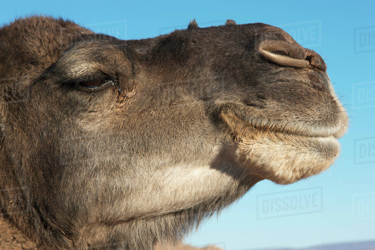 Close up of a camel's face - Royalty-free Stock Photo | Dissolve