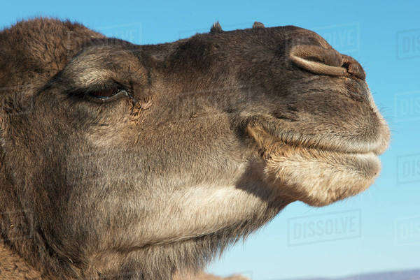 Close up of a camel's face - Royalty-free Stock Photo | Dissolve