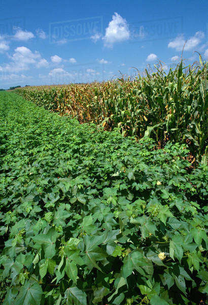 Agriculture - Side-by-side fields of mid growth cotton (l.) and ...