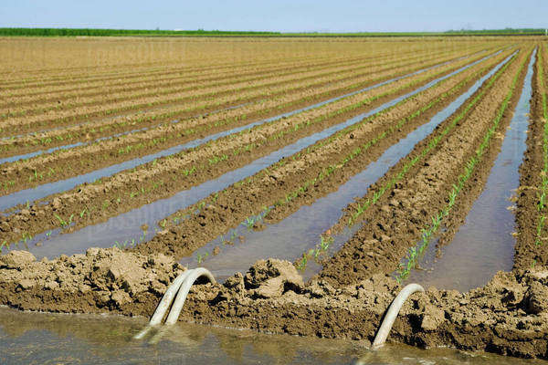Agriculture - Furrow irrigation of a grain corn field. Siphon tubes ...