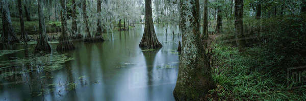 Mangrove swamp; Middleton Place, South Carolina, United States of ...