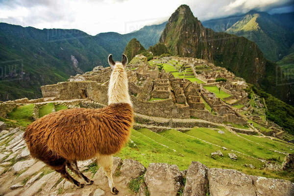 Llama (Lama glama) looks over at reconstructed stone buildings on Machu ...