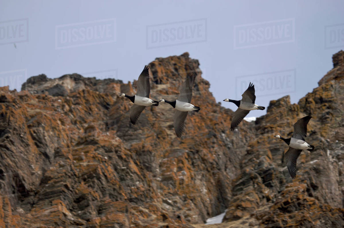 Barnacle geese (Branta leucopsis) flying over rugged rock; Krossfjorden ...