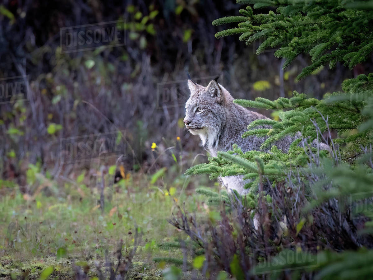 Portrait of a Canada Lynx (Lynx canadensis) poking its head from the ...
