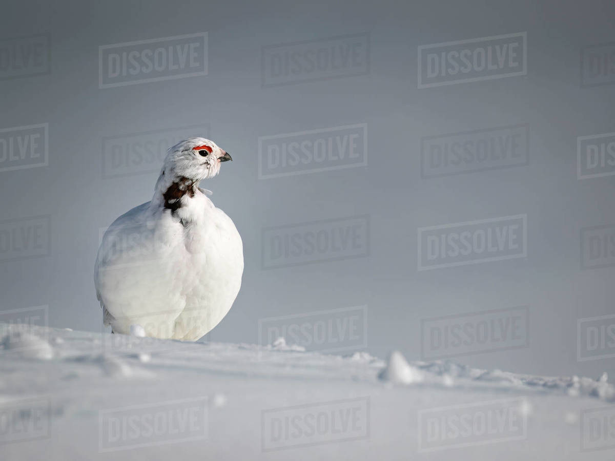 Close-up portrait of a male willow ptarmigan (Lagopus lagopus) showing ...