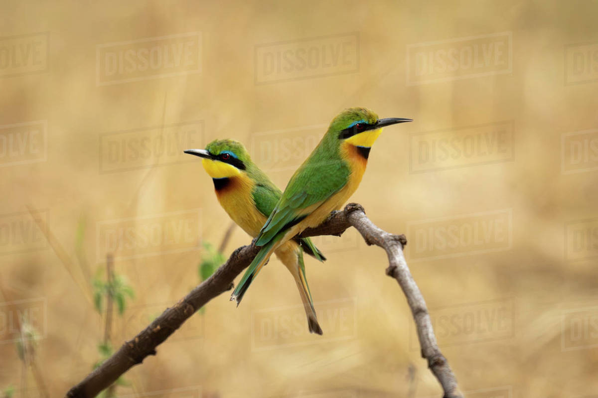 Two little bee-eaters (Merops pusillus) face in opposite directions in ...
