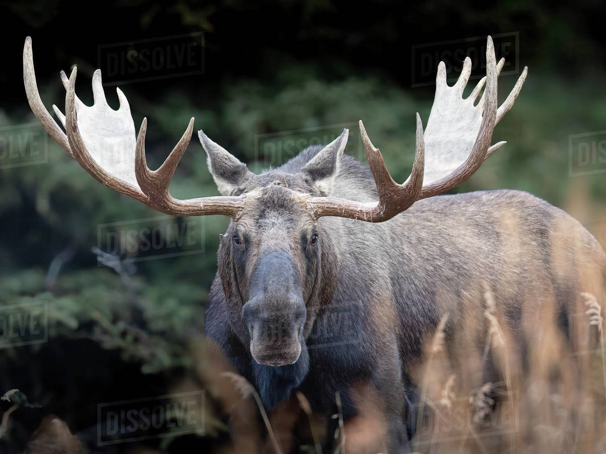Mature bull moose (Alces alces) with a large rack of antlers spanning ...