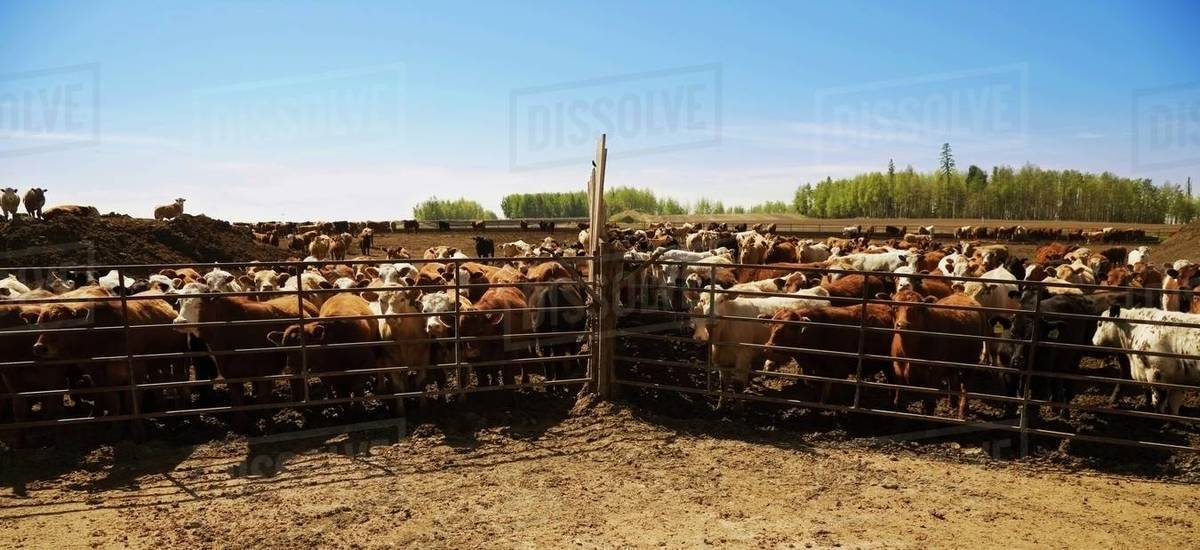 Cattle In Corral - Royalty-free Stock Photo | Dissolve