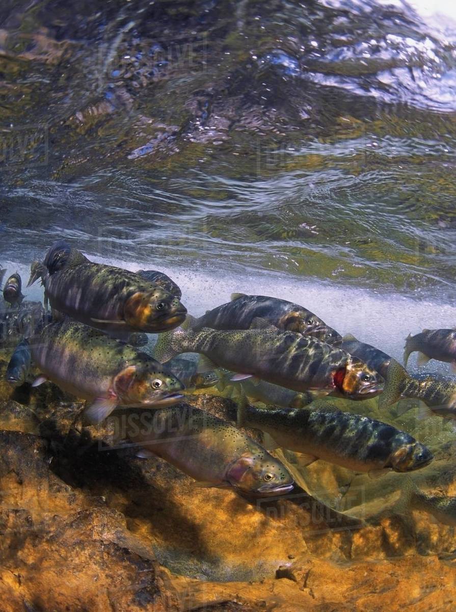 Spawning Cutthroat Trout - Royalty-free Stock Photo | Dissolve