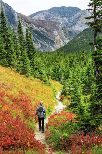 Female hiker along a trail with a colourful underbrush and evergreen ...