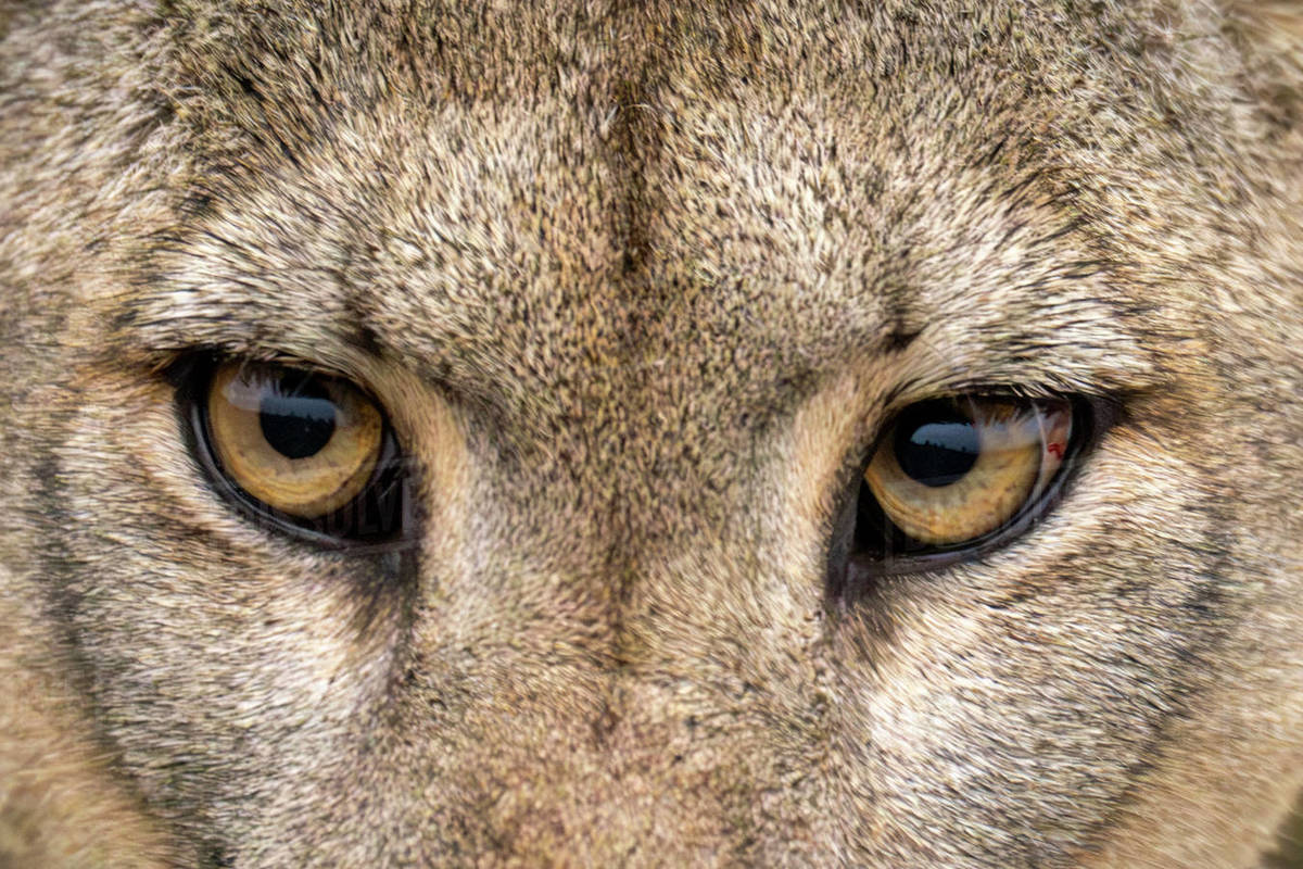 Close-up of puma (Puma concolor) face showing both eyes in Torres del ...