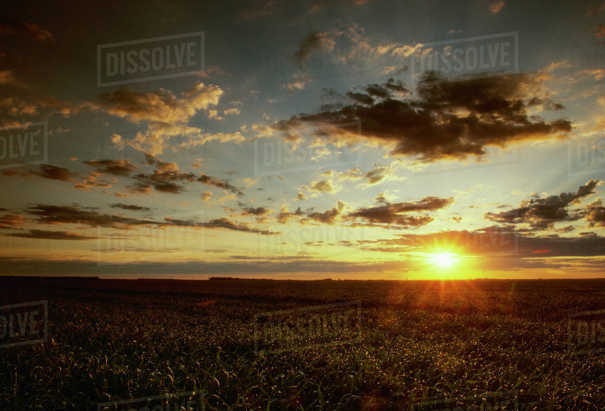 Agriculture - Sunset over a crop of mid growth green wheat in late ...