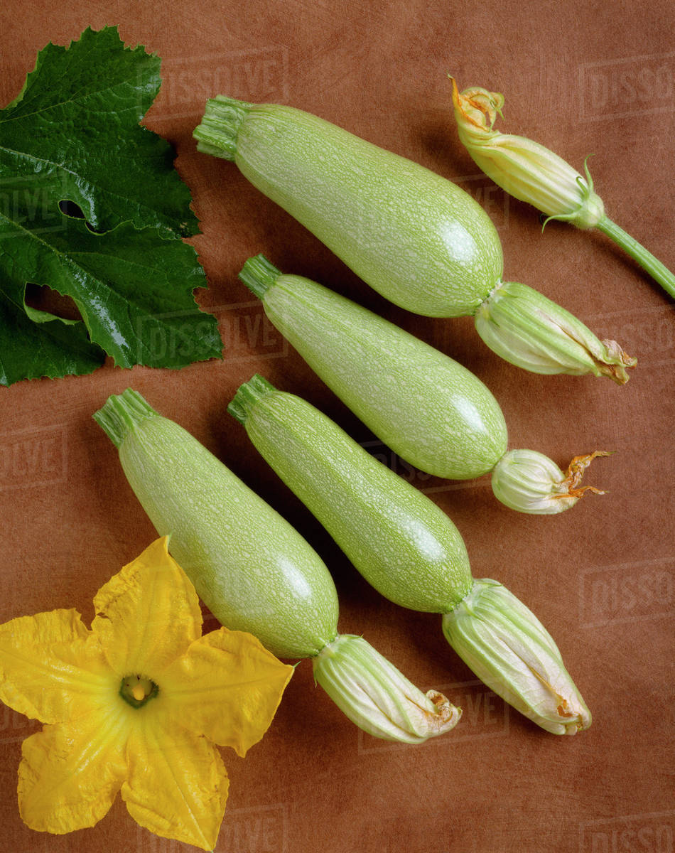 Agriculture - Grey zucchini on a copper surface; variety Anita Type ...