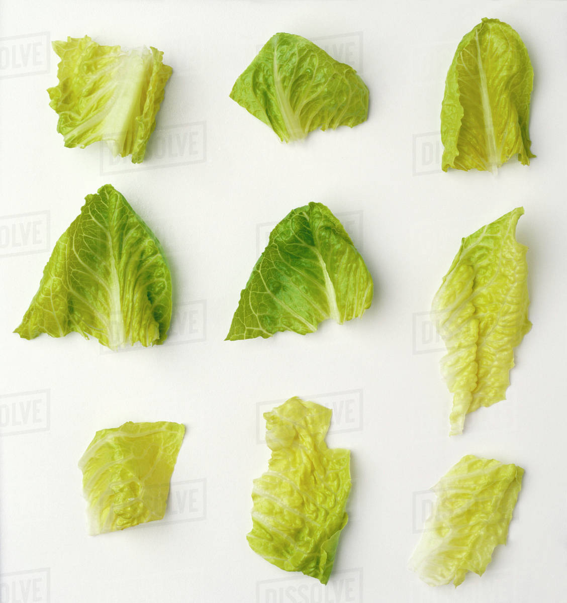 Agriculture - Closeup of chopped Romaine lettuce pieces on a white ...