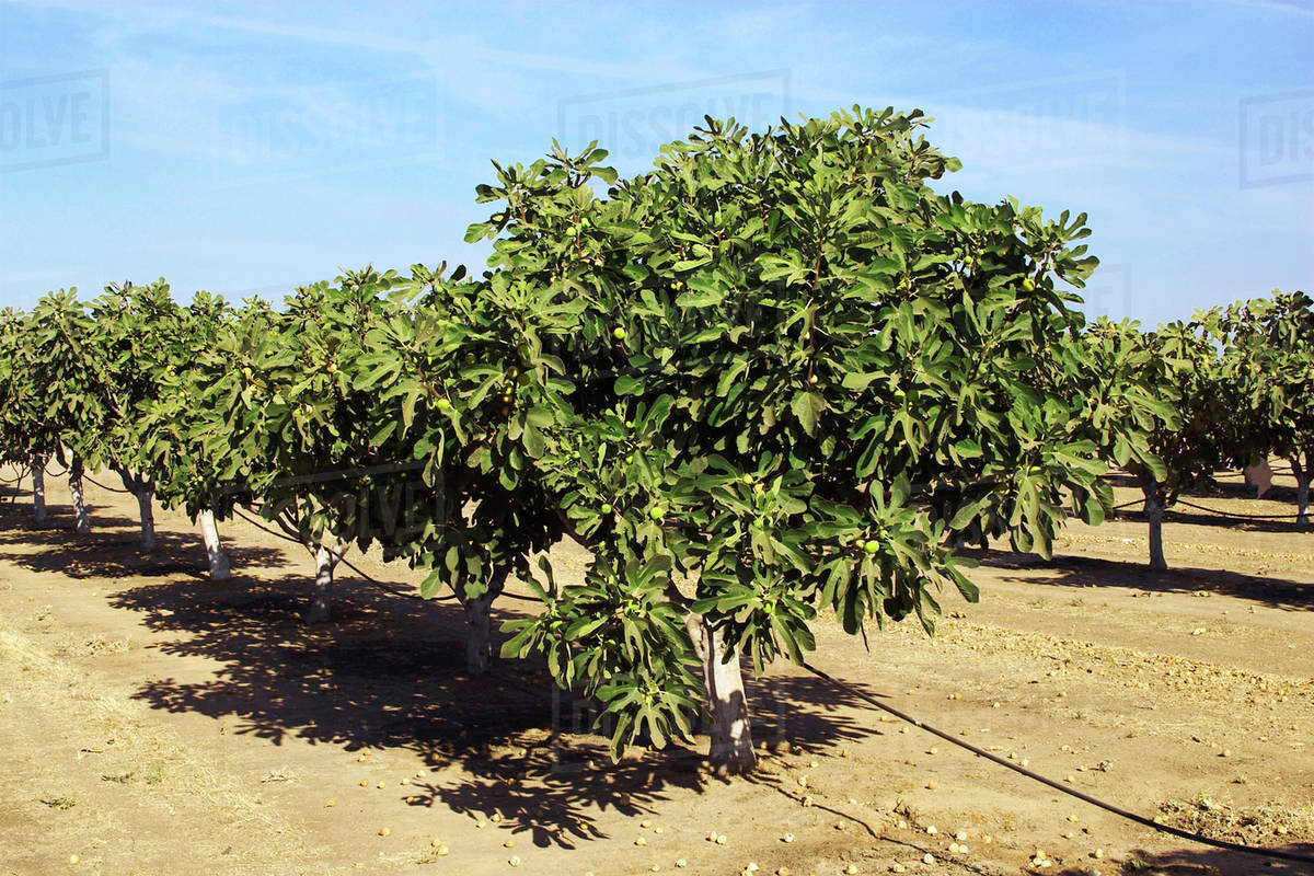 Agriculture - Fig trees in an orchard, with ripe fruit on the trees and ...