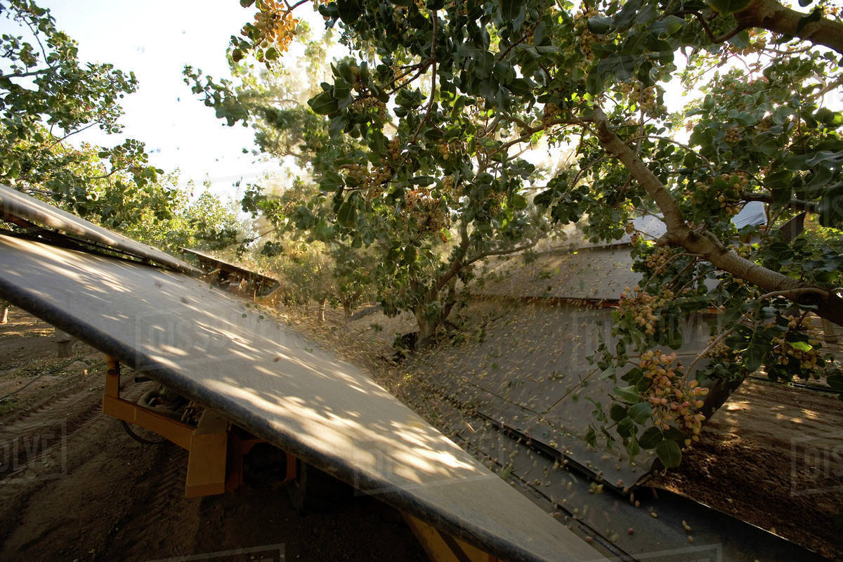 Agriculture - Pistachio harvesting; a mechanical shaker removes the ...