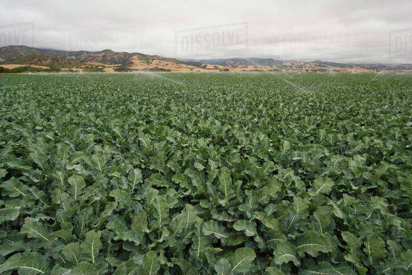 Agriculture - Large field of maturing broccoli plants under morning ...