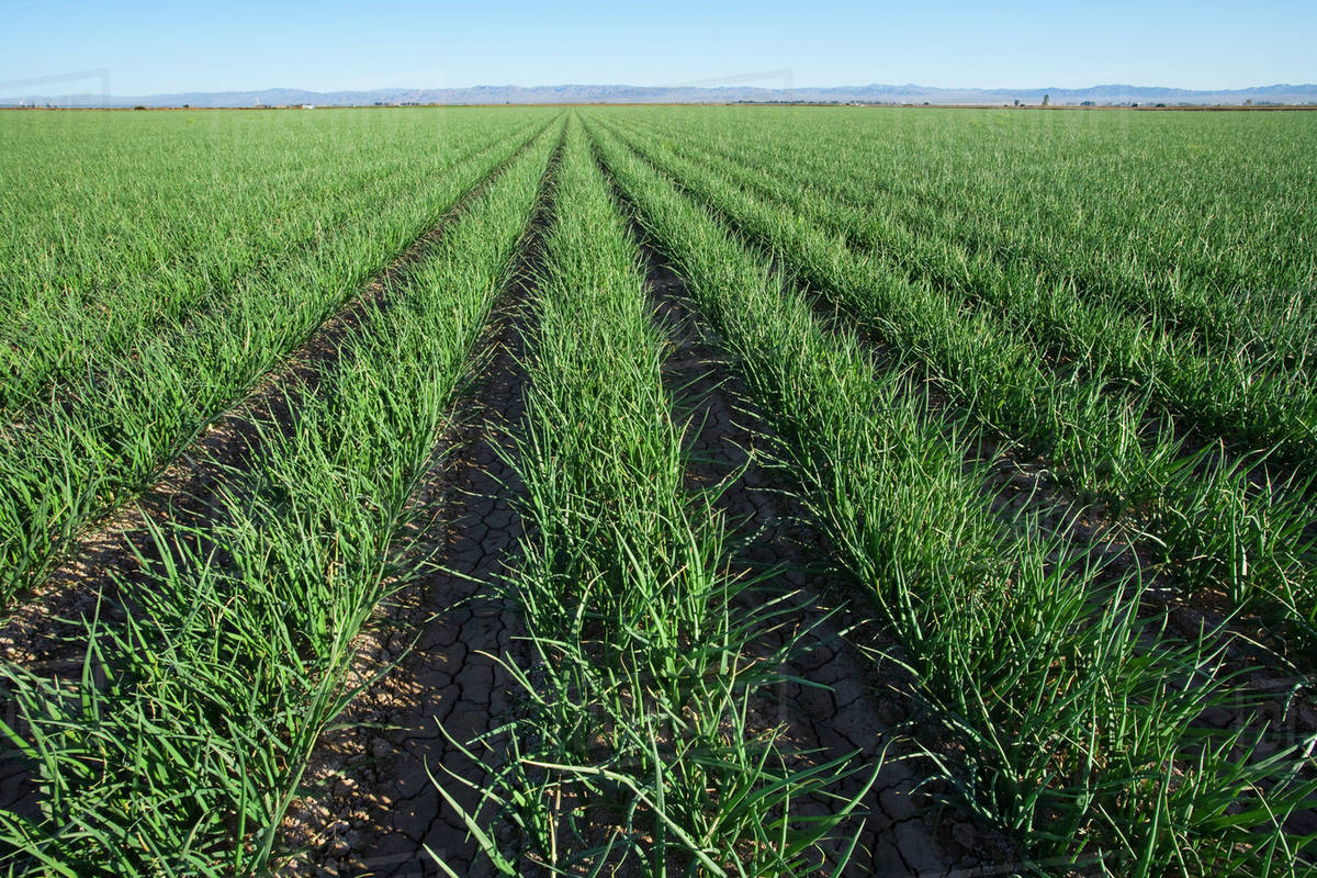Agriculture - Large field of mid growth yellow onions / Imperial Valley ...
