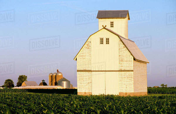 Agriculture - An old white barn in a corn field with barns, grain bins ...