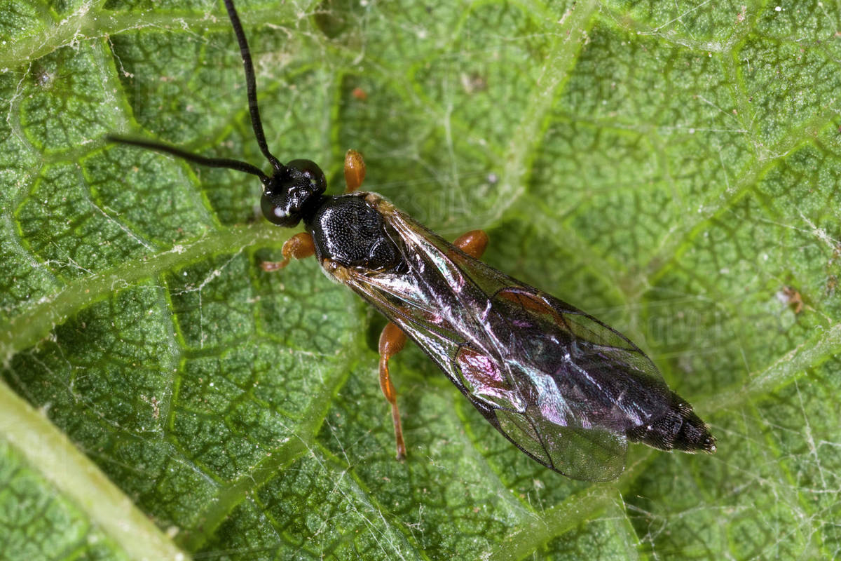 Agriculture - Beneficial insect; Exochus sp. wasp adult on a grape leaf ...