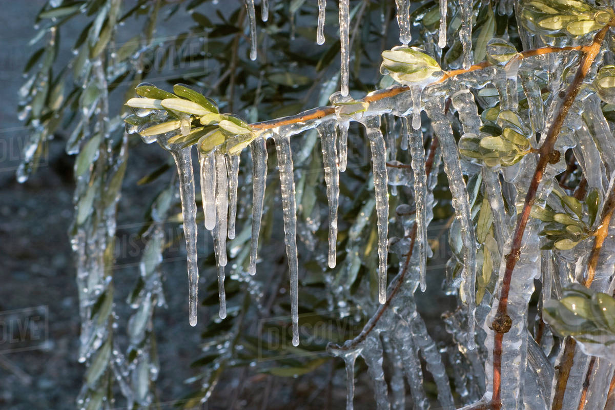 Agriculture - The foliage of a Manzanillo olive tree covered in ice in ...