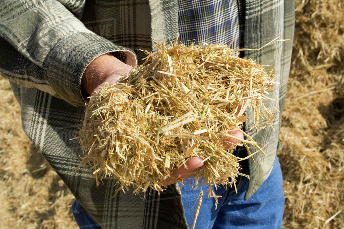 Agriculture - A farmer with a handful of harvested rice straw, a ...