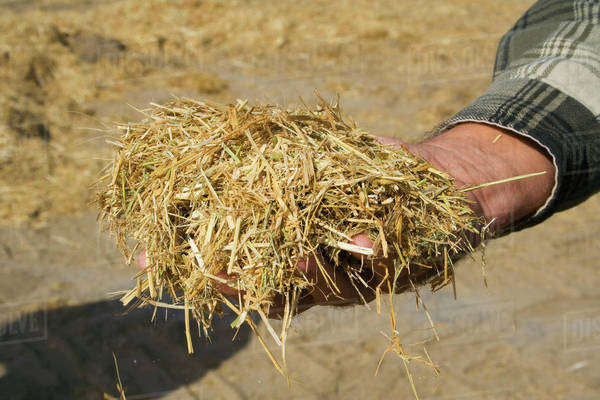 Agriculture - A farmer with a handful of harvested rice straw, a ...