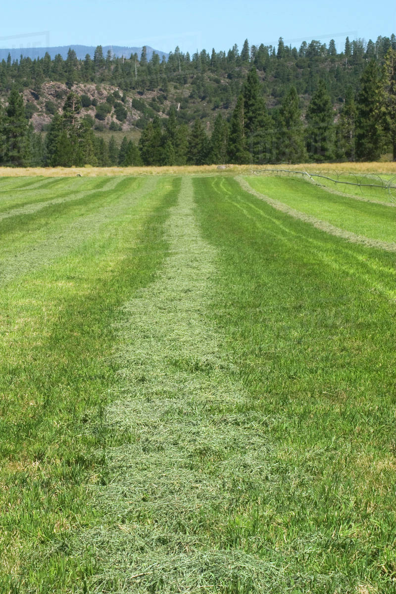 Agriculture - Freshly cut alfalfa, drying in windrows prior to being ...