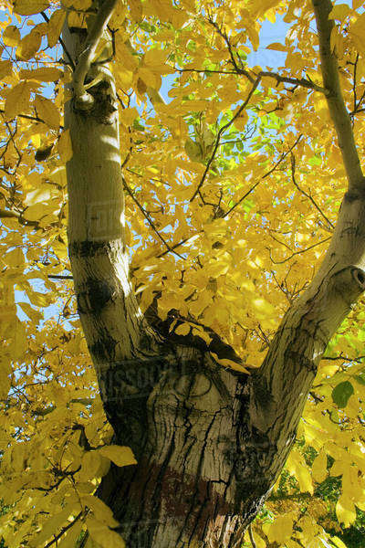 Agriculture - Walnut tree after the harvest in full autumn color / near ...