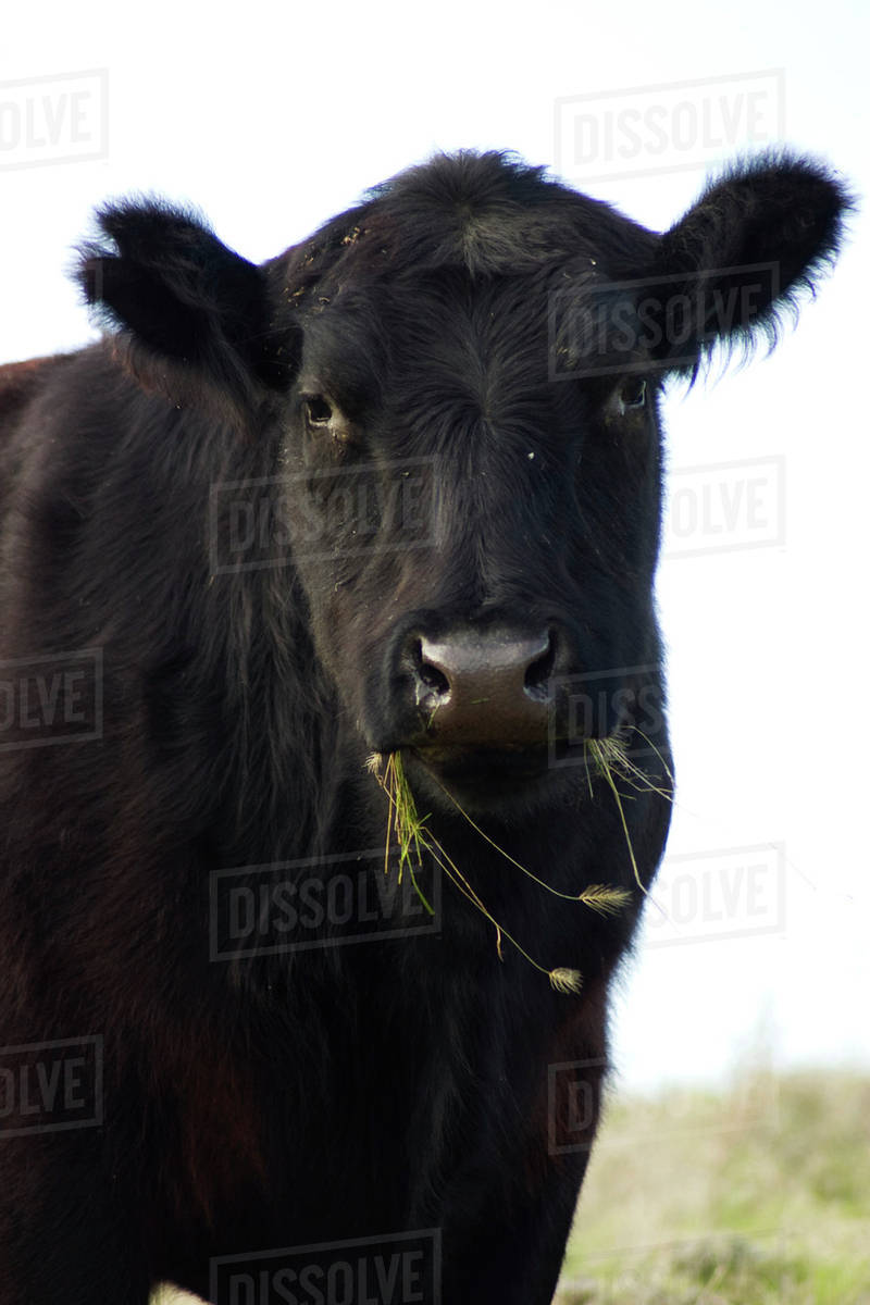 Livestock - Closeup of an Angus beef cow / near Flournoy, Tehama County ...