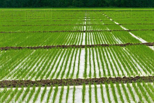 Agriculture - Flooded field of rice seedlings. Flooding seedling rice ...