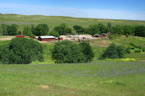 Agriculture - Yolo Land & Cattle Company ranch buildings surrounded by ...