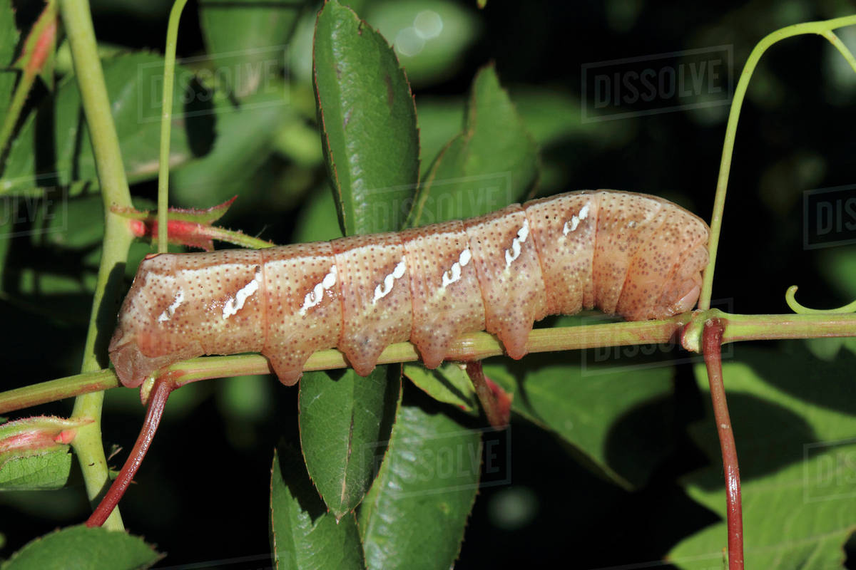 Agriculture - Tomato Horn Worm (Manduca quinquemaculata) / California ...